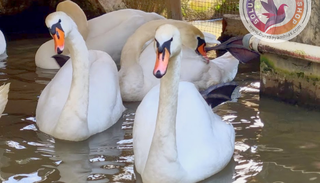 FAKTA KEREN TENTANG MUTE SWAN ATAU ANGSA PUTIH READY STOCK SIAP UNTUK ...