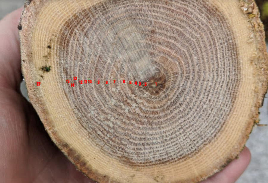 Oak Tree Limb Downed In Early Snow - Fall 2019