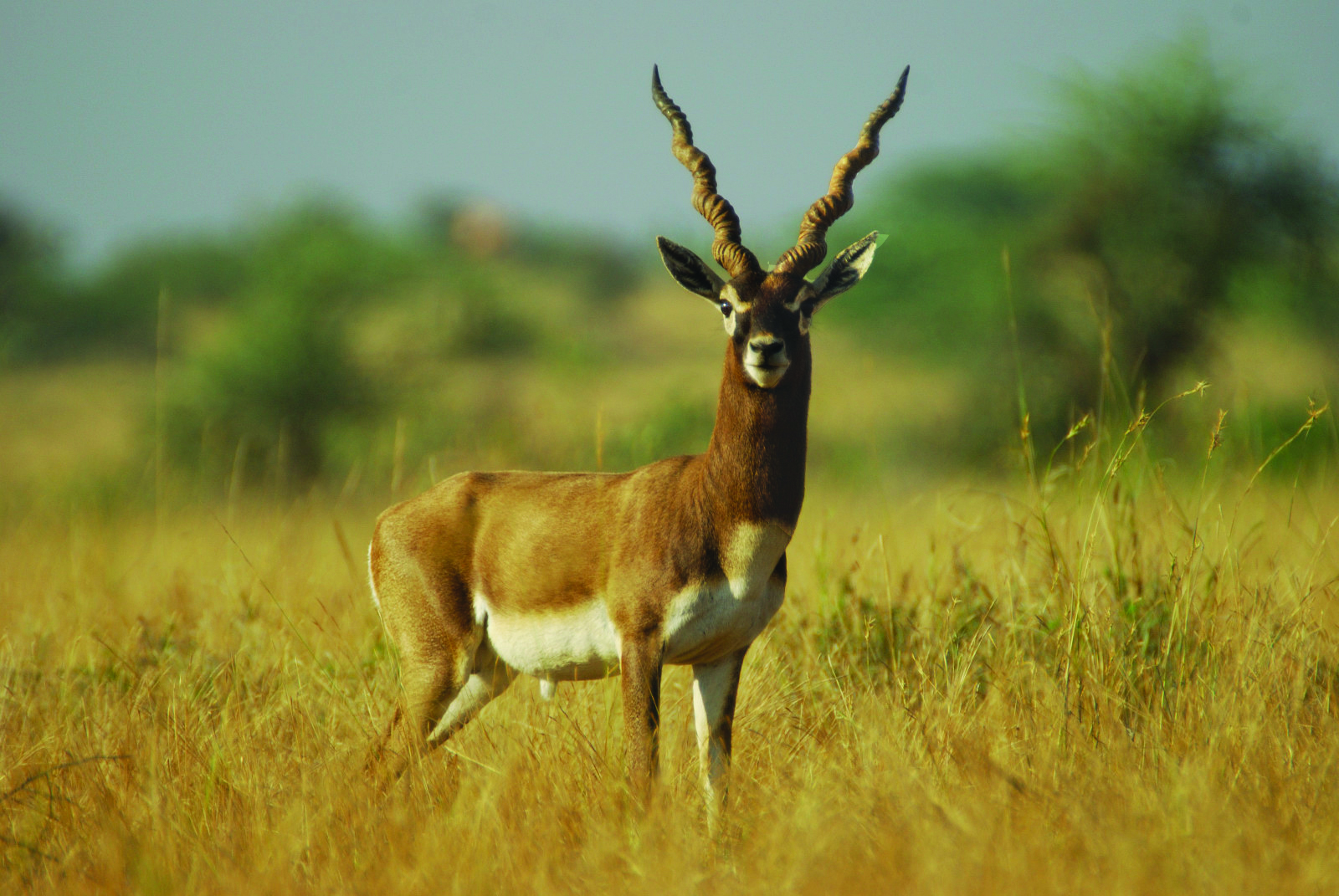 Blackbuck: August 2011