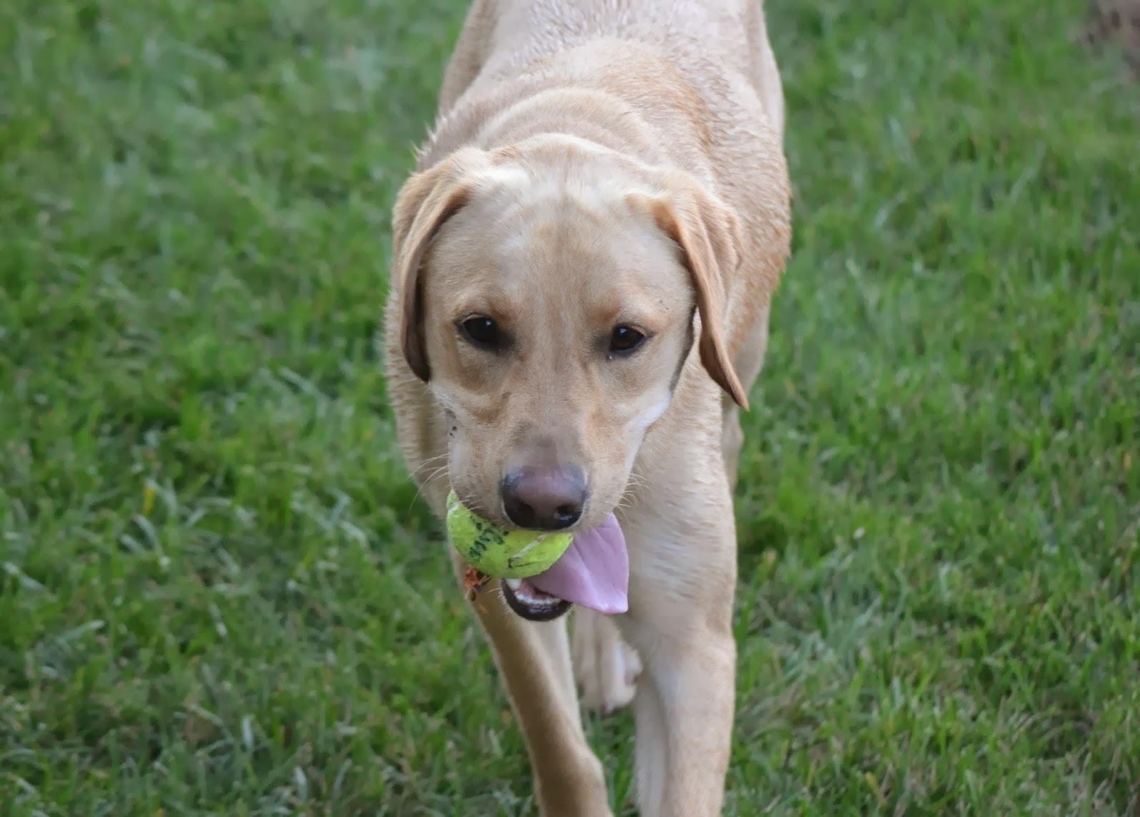 Three Pixie Lane: Favorite Photo Friday- a Dog's Perspective