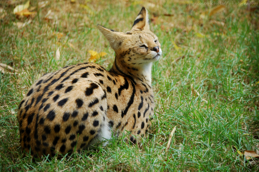 No viviendo en un mundo vivo: Serval
