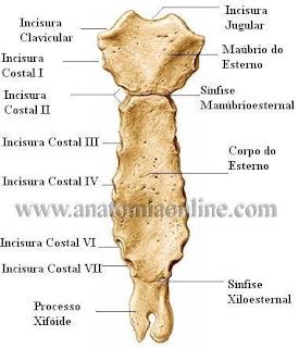 Aulas de Anatomia: ANATOMIA RADIOLÓGICA DO TÓRAX