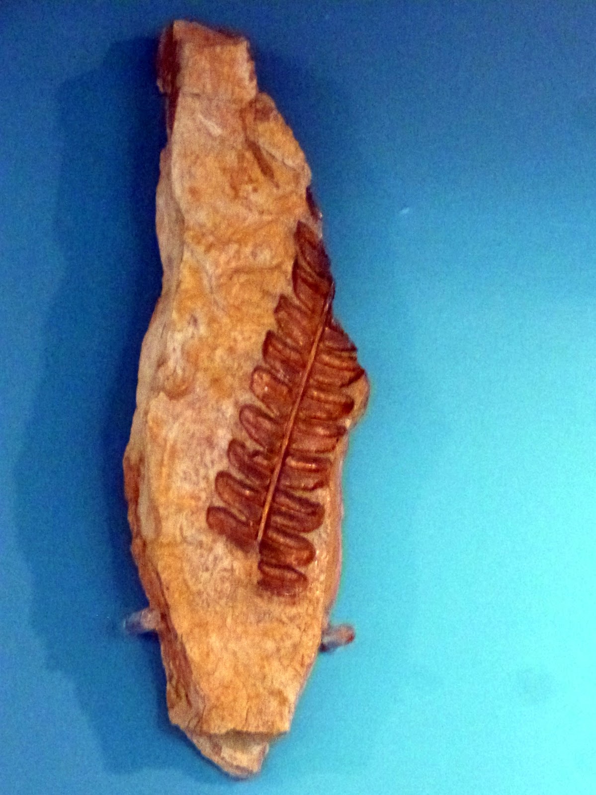 Geología visu: Fósiles