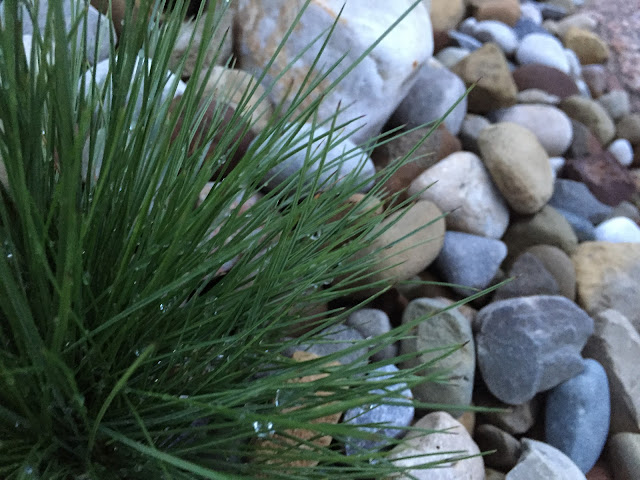 Dark Green Festuca Clump In Rocks [Backyard Neophyte Landscaping Blog]