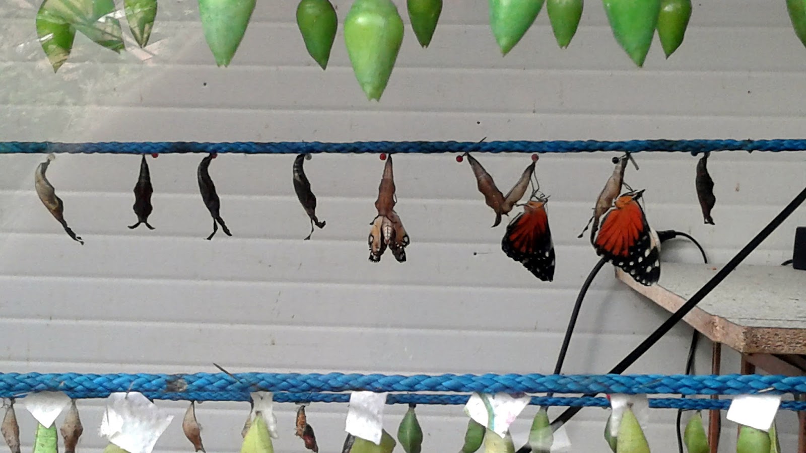 Podróżujemy po Polsce i nie tylko...: TROPIKALNE MOTYLE - FARMA MOTYLI ...