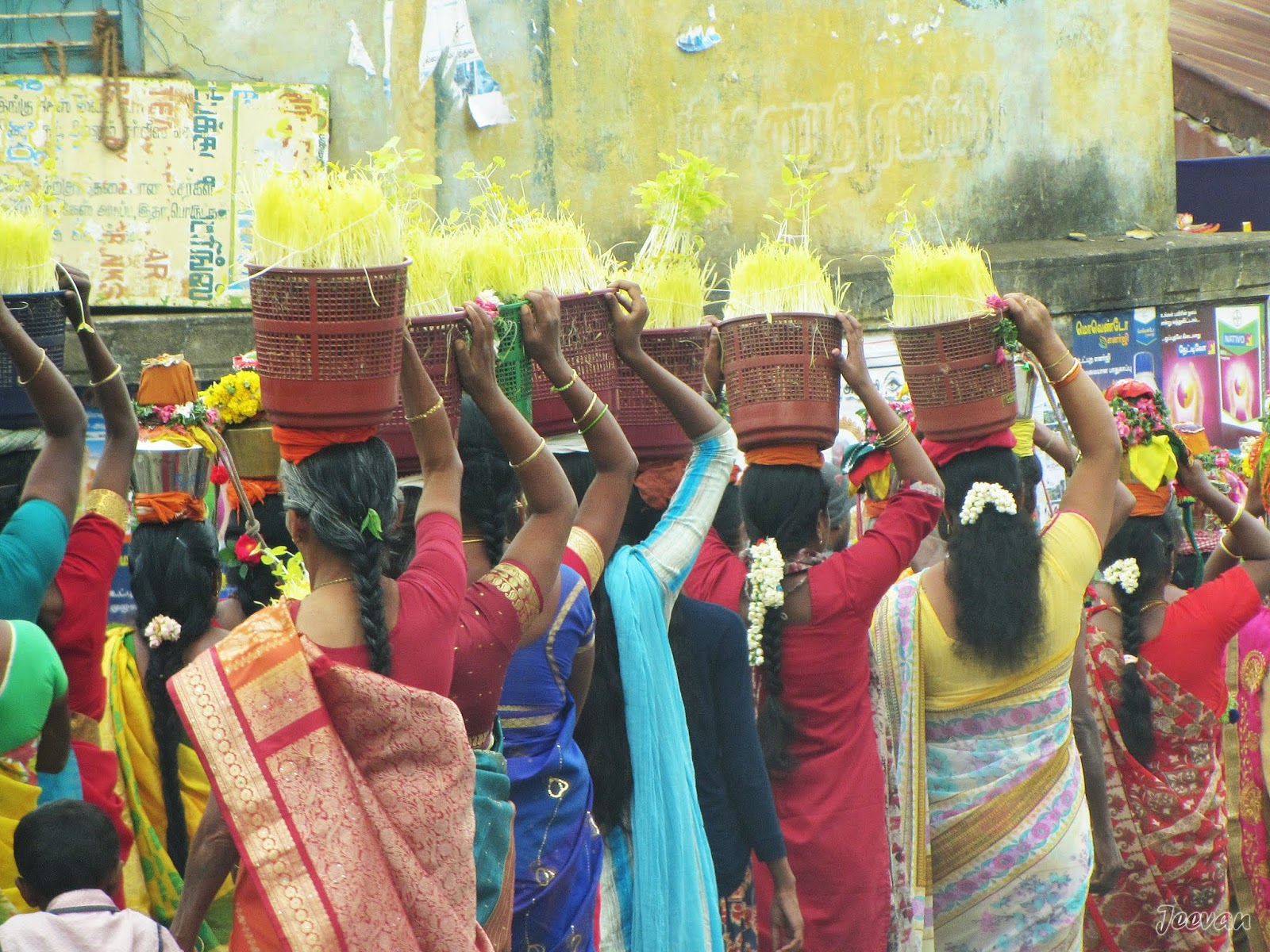 Jeevan's World: Mulaipari - A technology to choose right seeds!