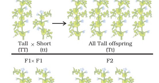 Notes of Ch 9 Heredity and Evolution| Class 10th Science - Study Rankers
