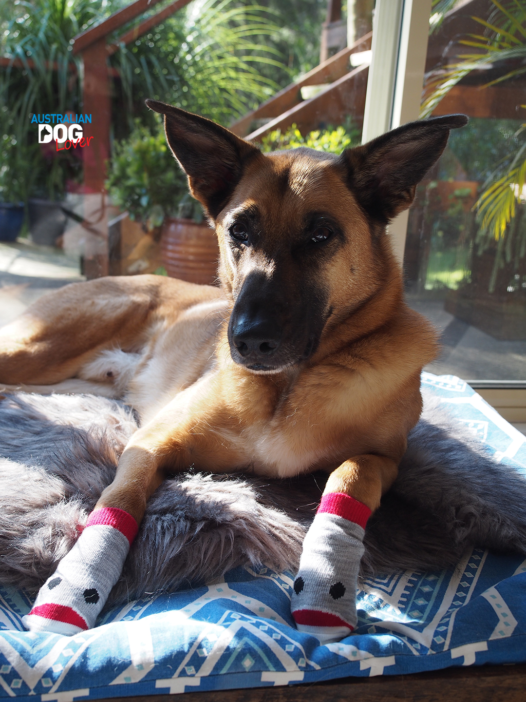 20 Winter Warmers for Dogs in 2020 | Australian Dog Lover