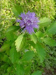 EWÉ ERVAS SAGRADAS ( SAGRED HERBS ): EWE OGBE AKUNKO