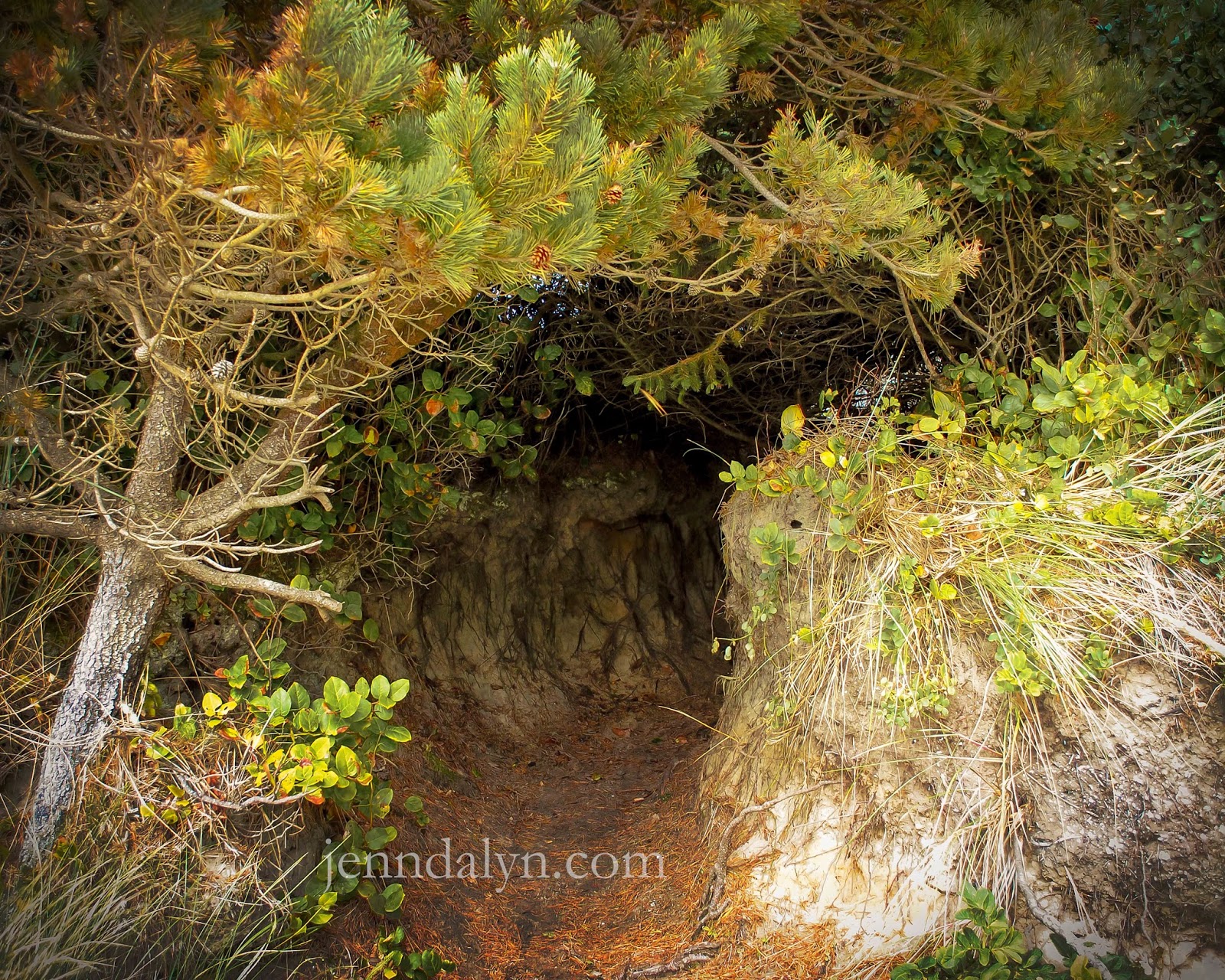 Create More Light: Oregon's Hobbit Trail: A Real Enchanted Forest.