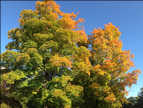 ADK Forever Wild: Sugar Maples in the Adirondacks