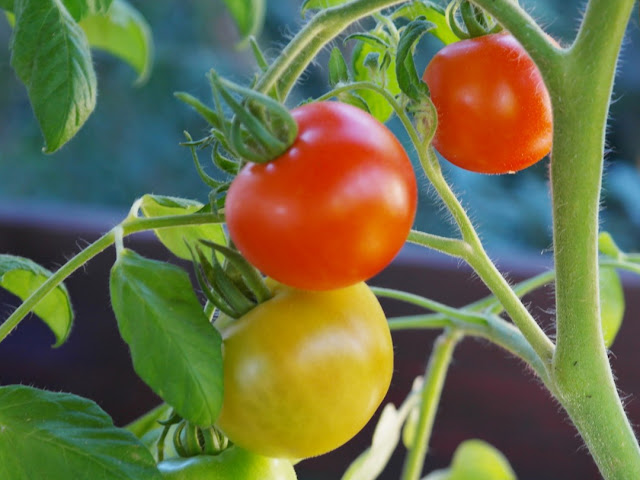 Ang Alamat Ng Kamatis