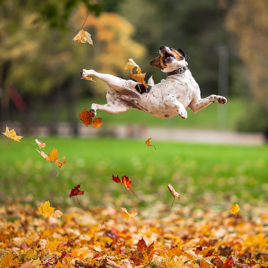 Animals Enjoy Fall Too