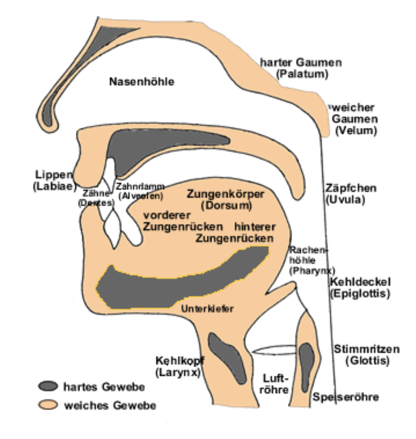 Klingt gut!: Das Ansatzrohr - Los órganos articulatorios