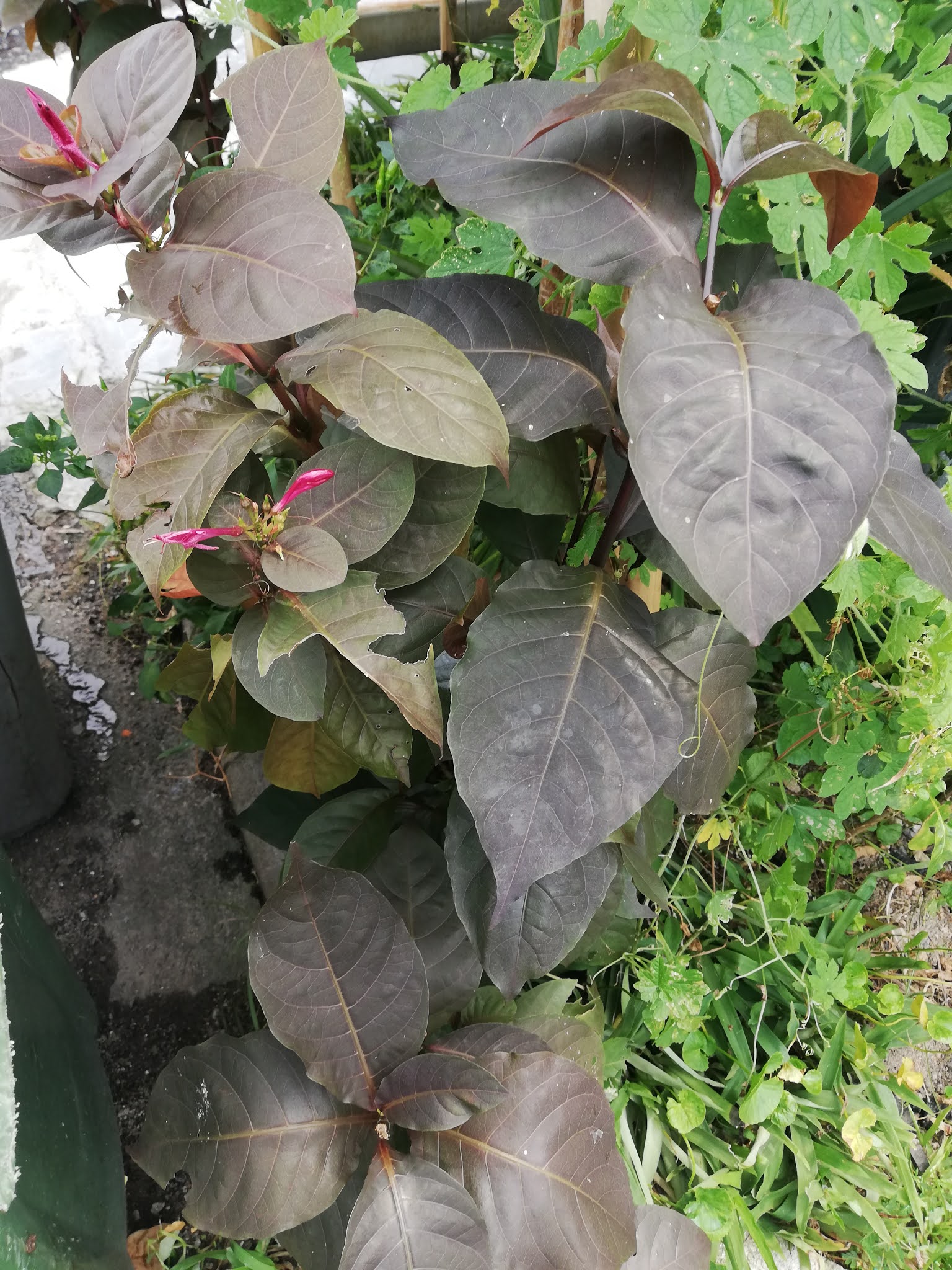 Inilah Rupanya Daun Puding Hitam Untuk Rendang, Jangan Silap Ye ...