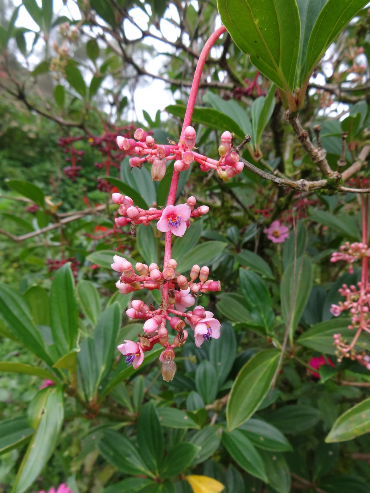 Herbs from Distant Lands: Medinilla magnifica, Medinilla pendula ...