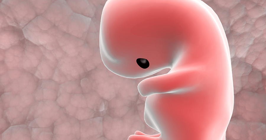 Early-stage embryos with abnormalities can still develop into healthy ...