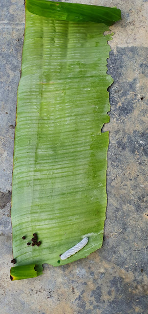 Warisan Petani: Ulat Gulung Daun Pisang