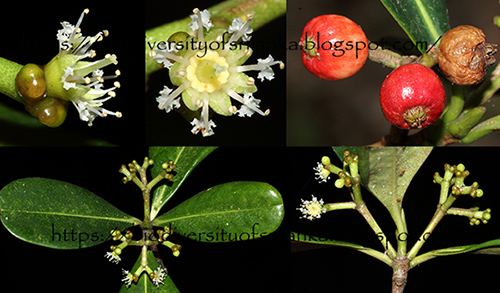Biodiversity of Sri Lanka: දවට (Carallia brachiata)