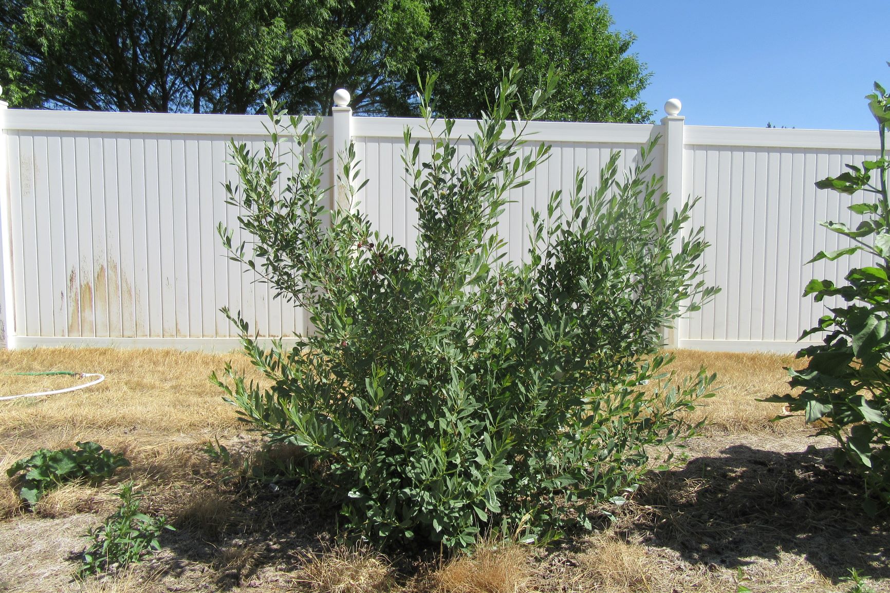 Mother Nature's Montrose Garden: Plant of the Month (July) : Western ...