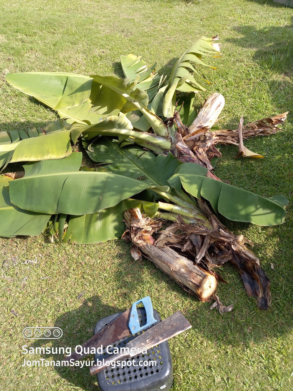 Jom Tanam Sayur ( JTS ) : Kawat Jaring, Batas Timbun & Pokok BetikJom ...