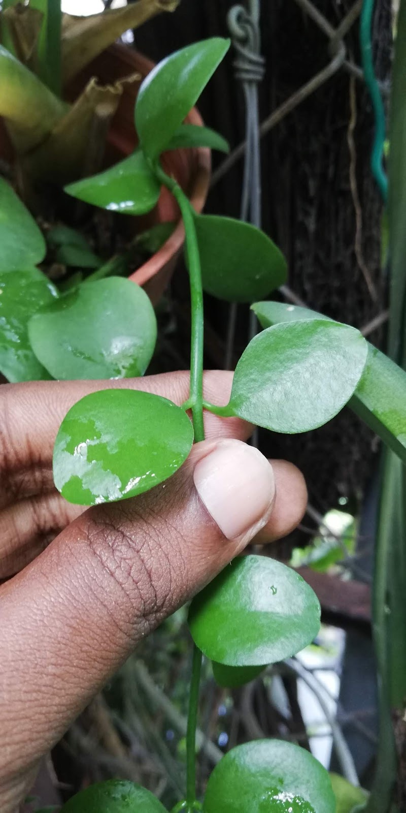 Garden Chronicles of James David: Dischidia litoralis