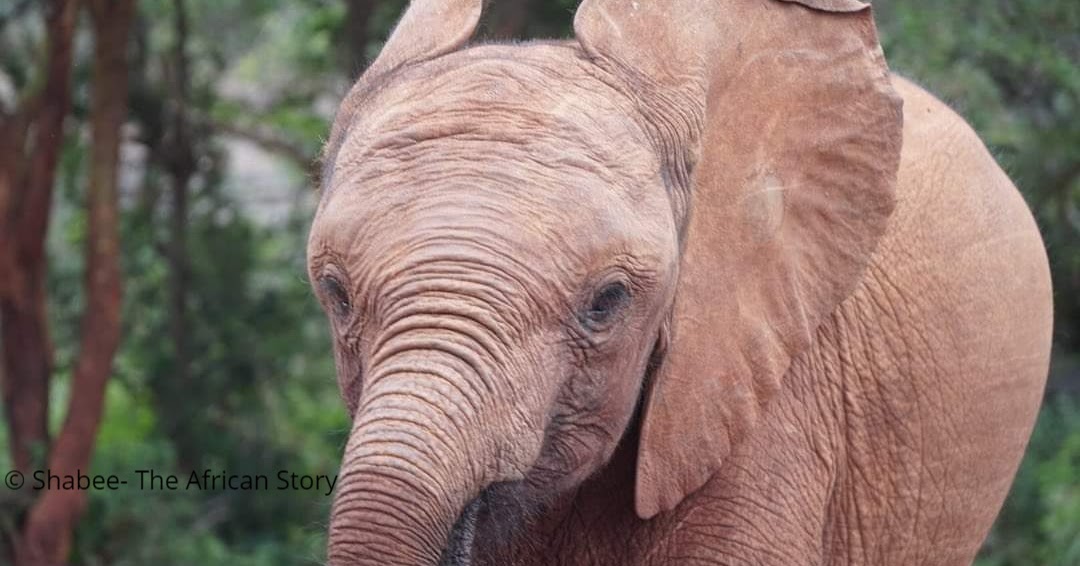 Shabee- The African Story