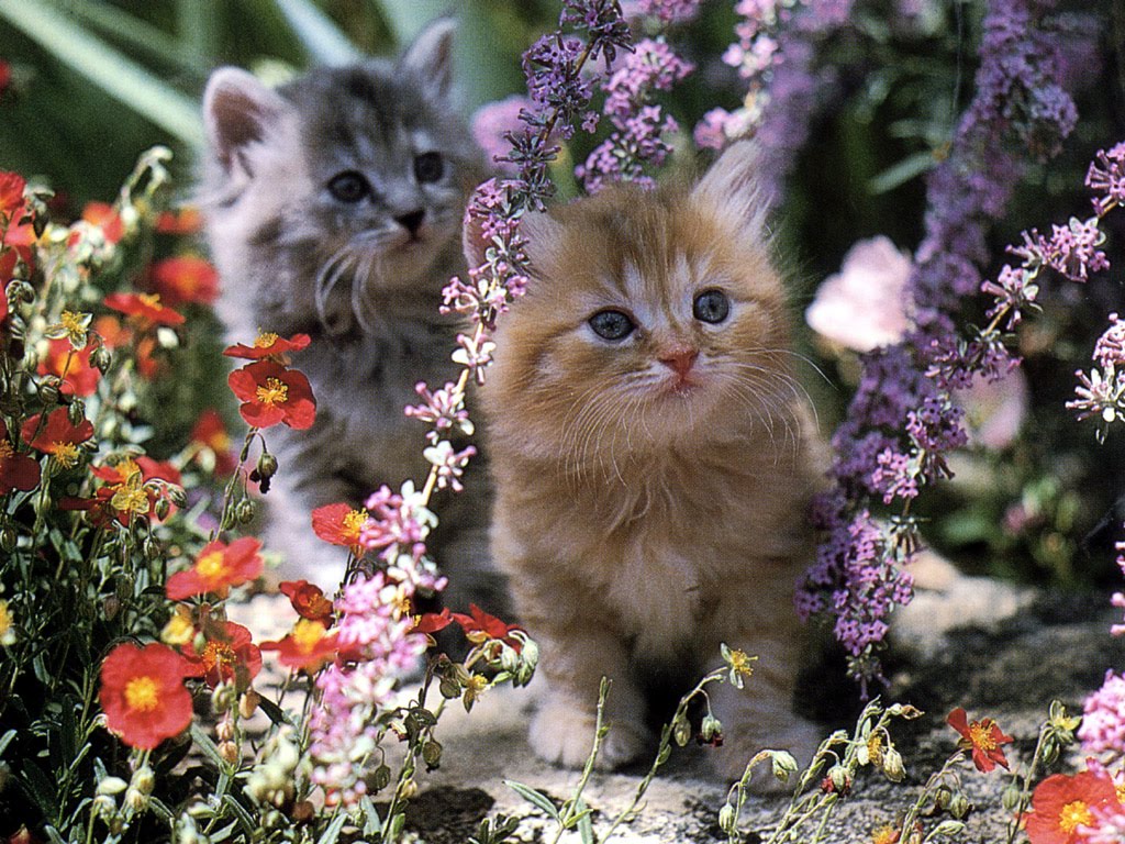Gatito con flor - Imagui