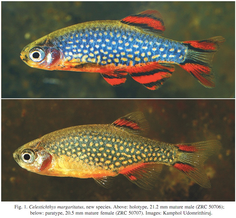 Celestial Pearl Danio