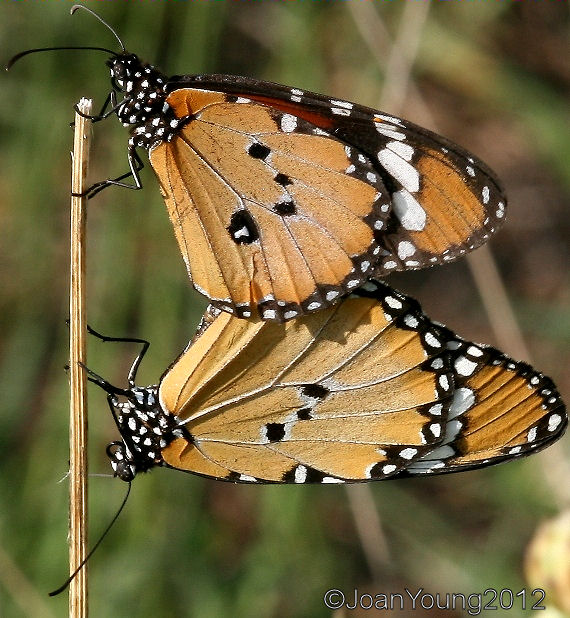 South African Photographs Malefemale Monarch Butterfly Mating