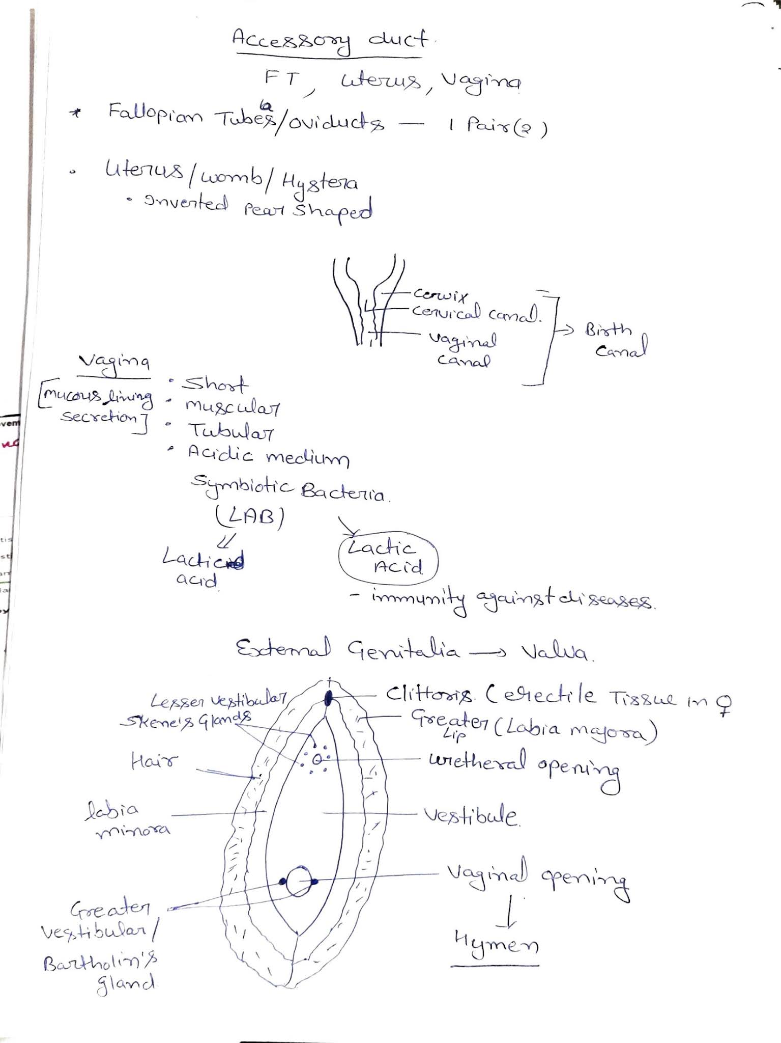 Human reproduction class 12 class notes - Studypur