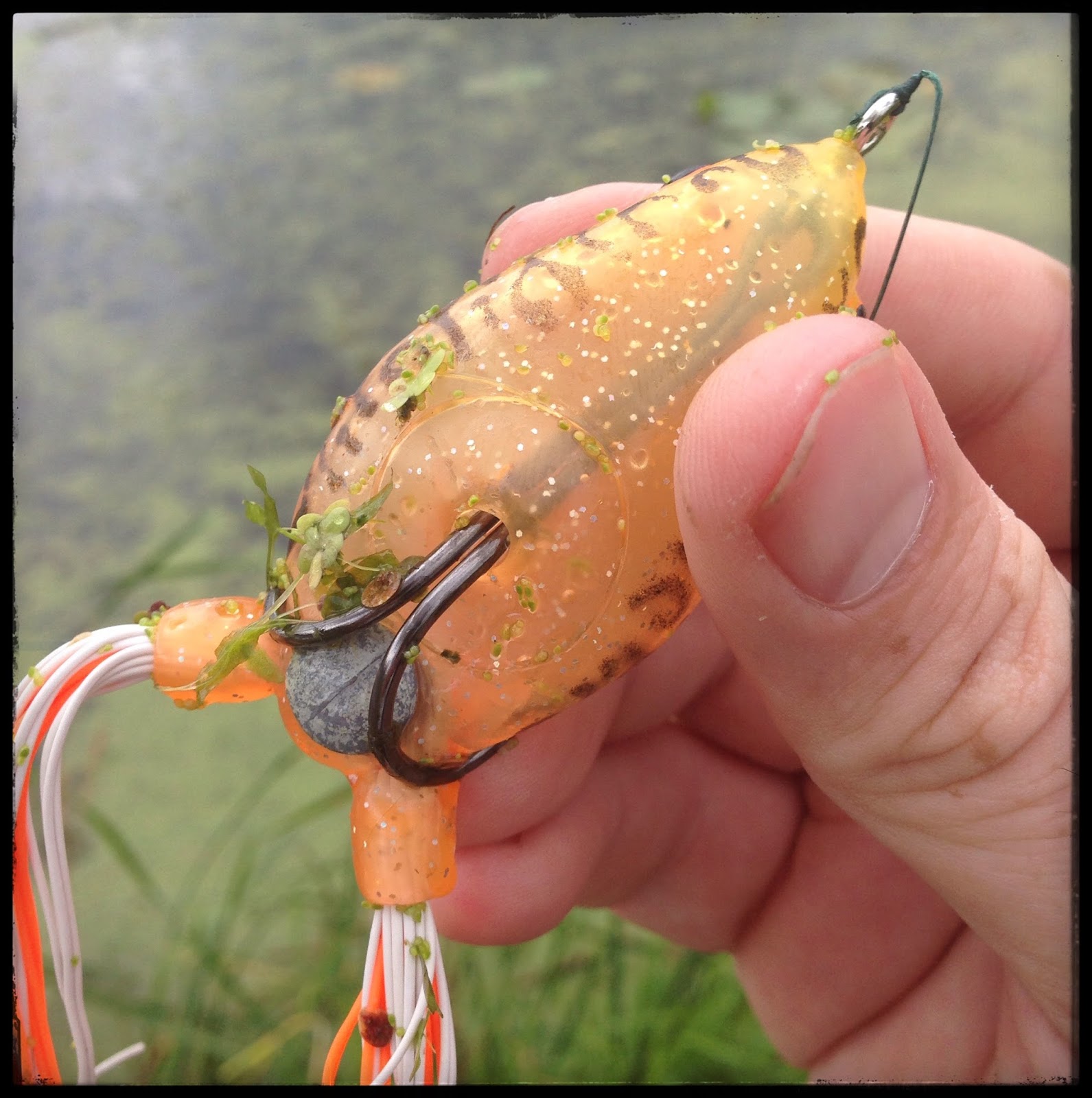 Bass Junkies Frog Pond: Boze Sumo Frog Review - Retired