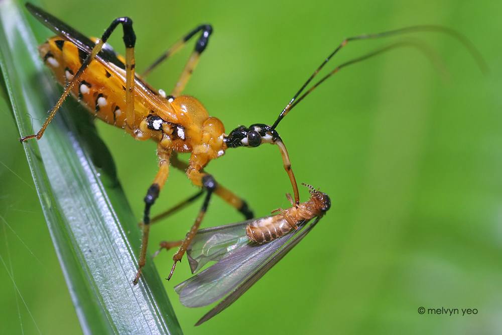 Melvyn's Photography: Reduviidae, Assassin Bug