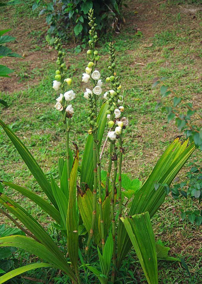 Holy Spirit Plant - aalivesport1