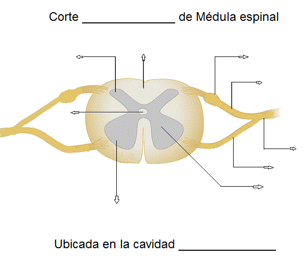 Biología Recursos varios: 10/31/13