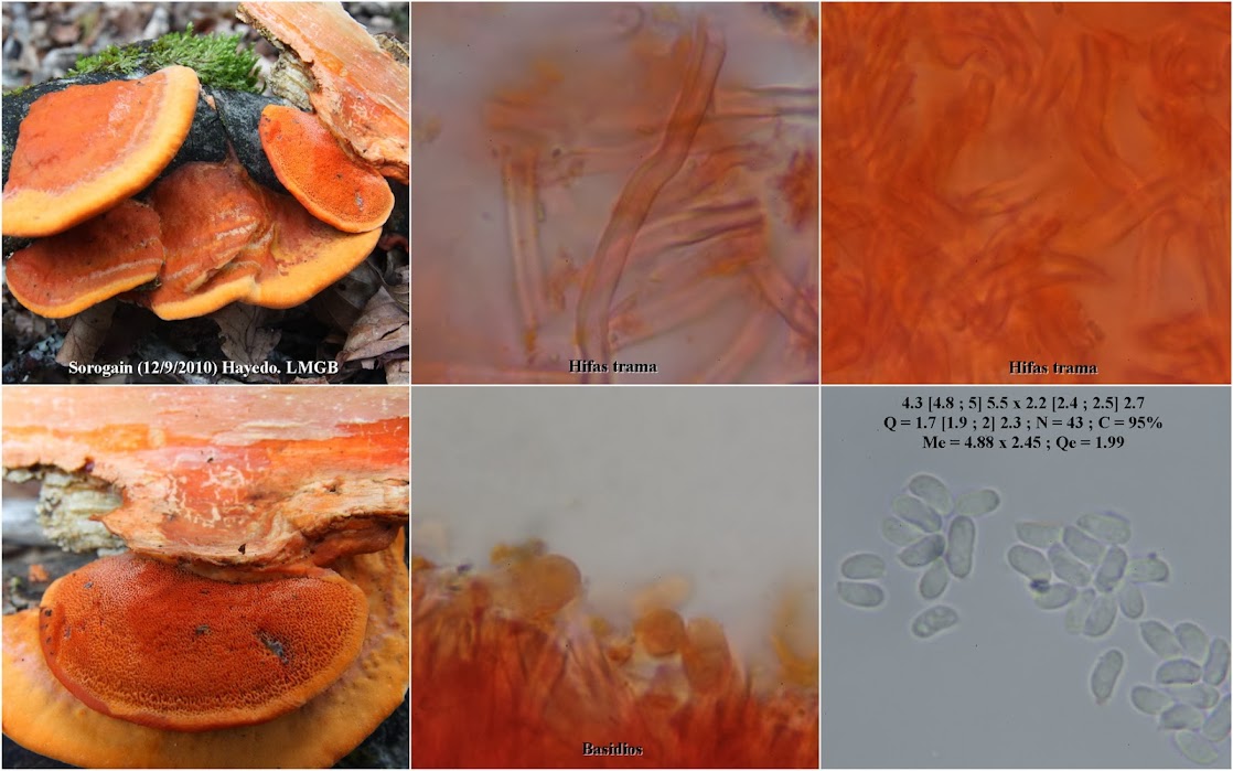 Microscopía de hongos. Vol 4. O - R: Pycnoporus cinnabarinus