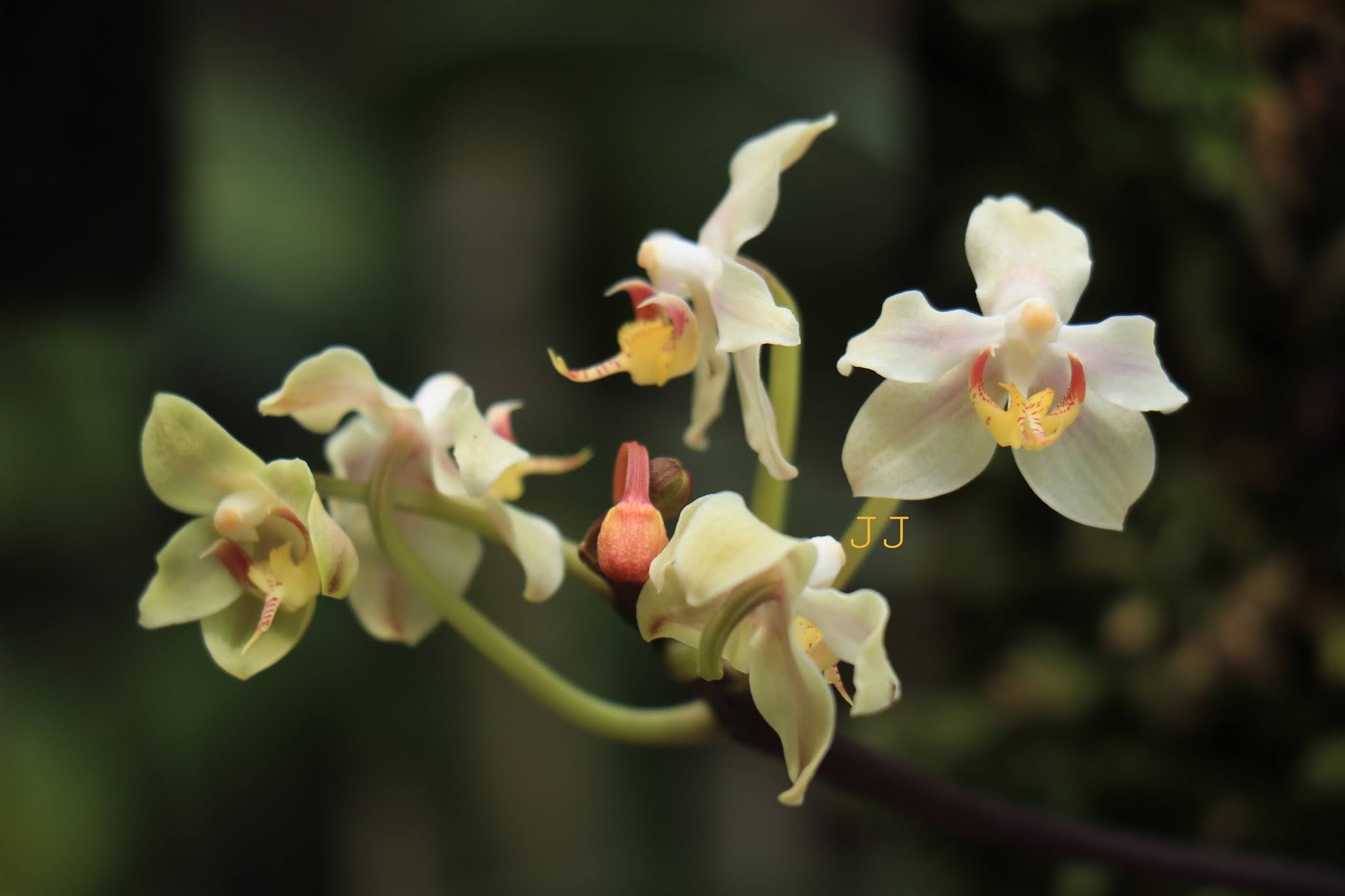 Paraphalaenopsis serpentilingua