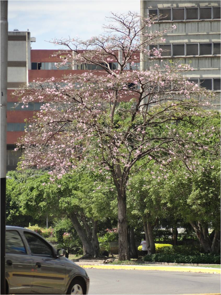 La Doctora De Las Plantas: Apamate (Tabebuia rosea) un árbol ...