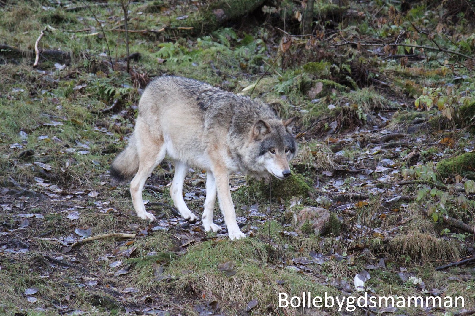 Bollebygdsmamman: Varg