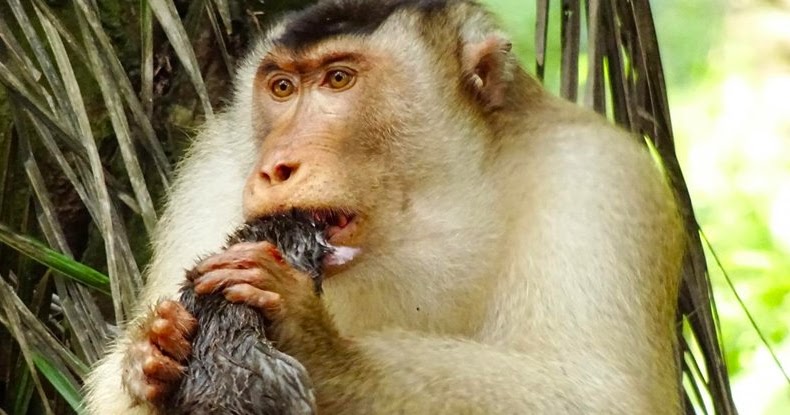 Monkeys Have Been Caught Devouring Rats at a Palm Oil Plantation in ...