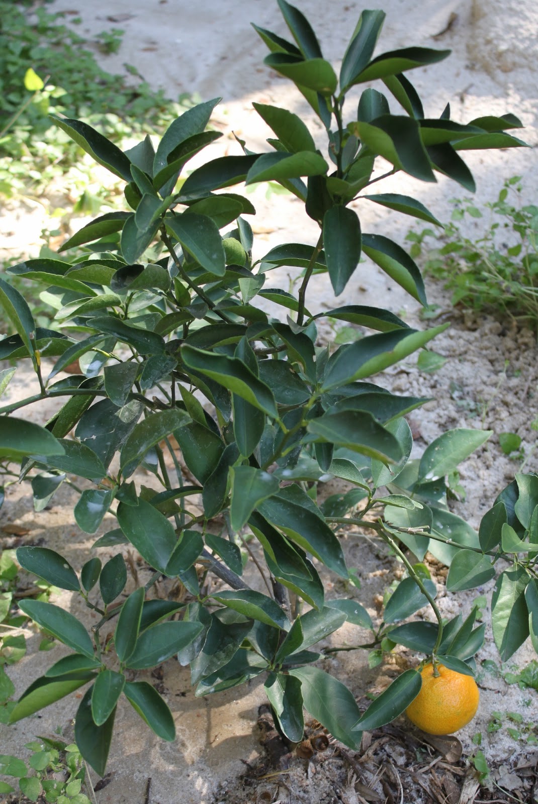 Rock-Oak-Deer: The Twenty Dollar Orange