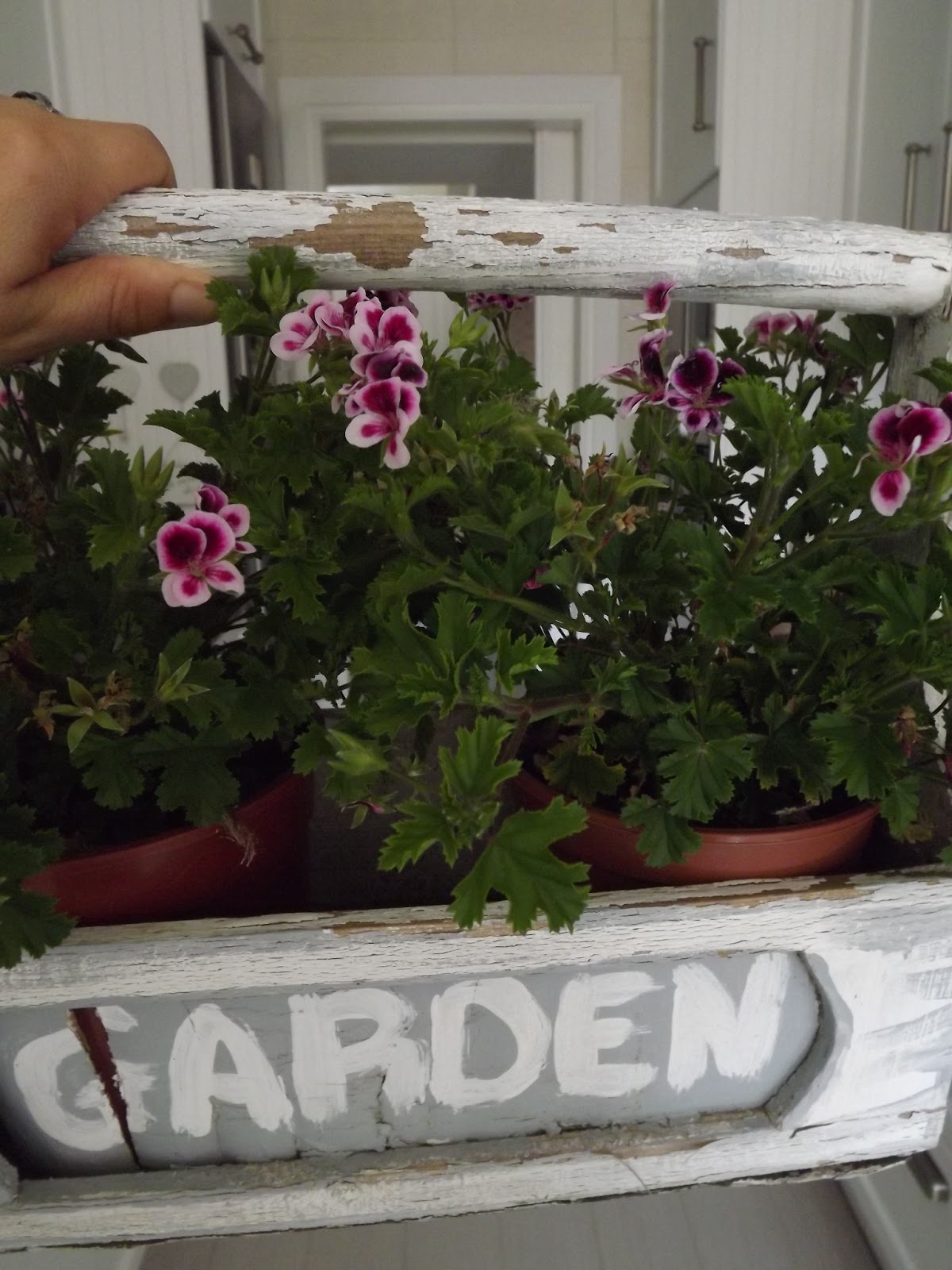 Un vergel en la ciudad: Plantando geranios