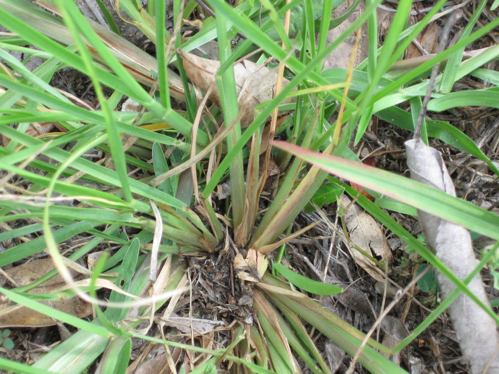 Gardening From the Ground Up: Jul 21, 2011