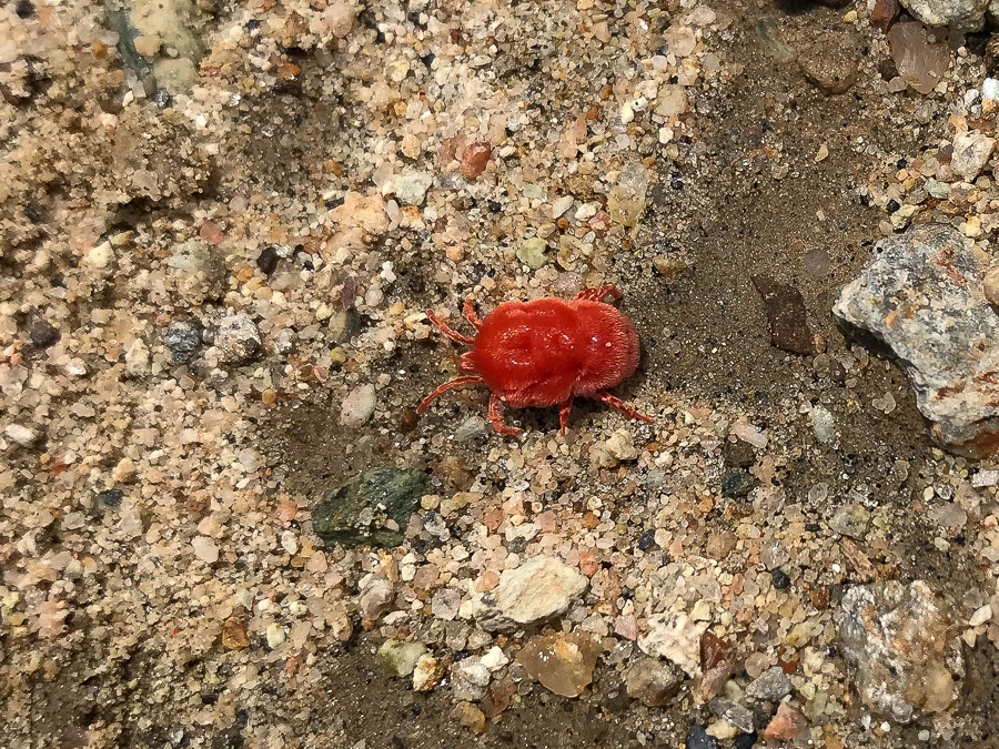 Birds of Saudi Arabia: Rain Bug – Wadi Jizan Lake
