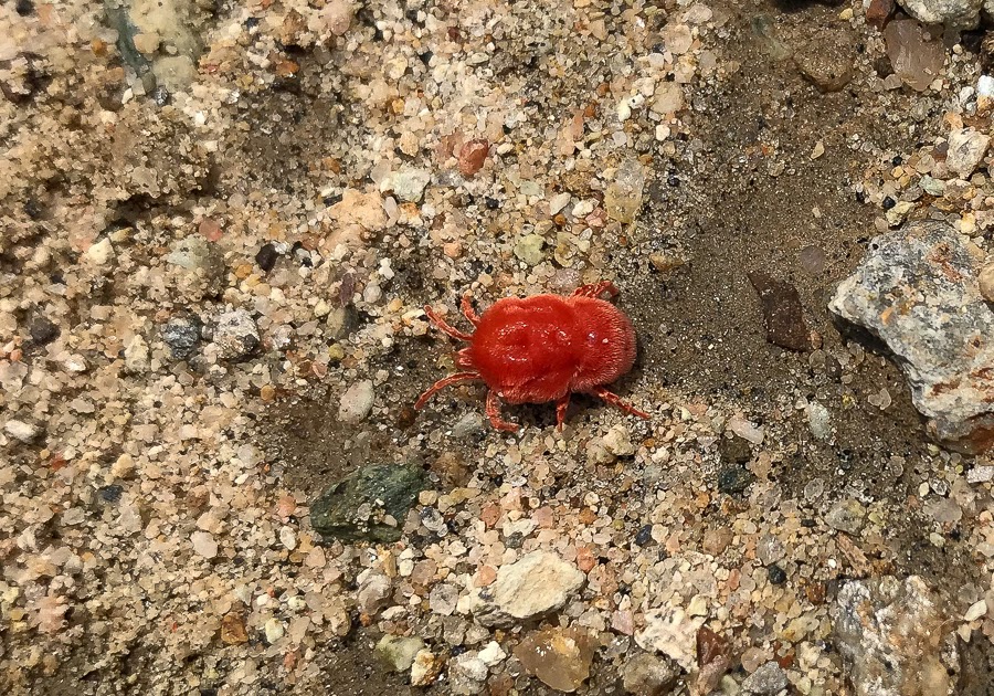 Birds of Saudi Arabia: Rain Bug – Wadi Jizan Lake