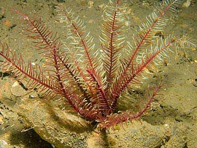 Crinoidea | BLOG PEMBELAJARAN BIOLOGI
