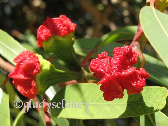 Occasionally: Illyarrie or Red-capped Flowering Gum (Eucalyptus ...
