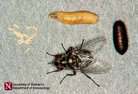 Mr. Wong's BLOG: LIFE CYCLE OF A BLOW FLY