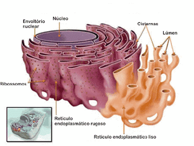 Biologia Na 101: Retículo Endoplasmático Rugoso e Ribossomo