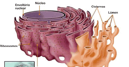 Biologia Na 101: Retículo Endoplasmático Rugoso e Ribossomo